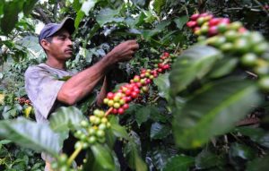 Chinantecos: Ubicación, Lengua, Organización Social y mas