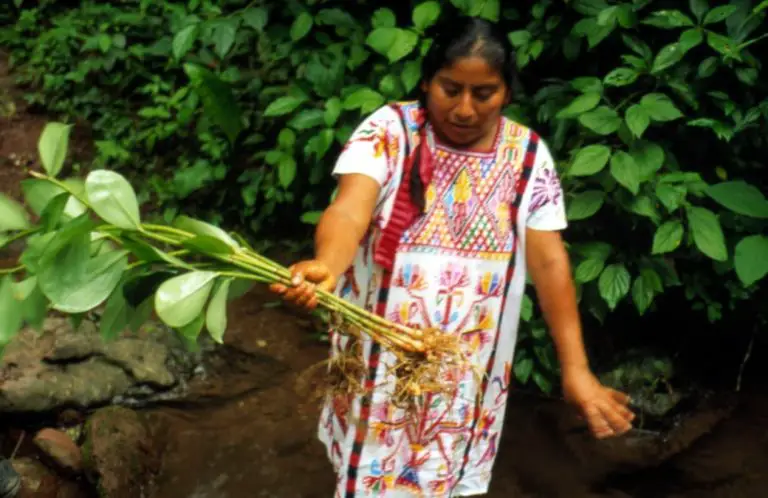Chinantecos: Ubicación, Lengua, Organización Social y mas