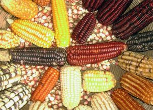 Chinantecos: Ubicación, Lengua, Organización Social y mas