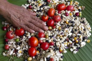 Chinantecos: Ubicación, Lengua, Organización Social y mas