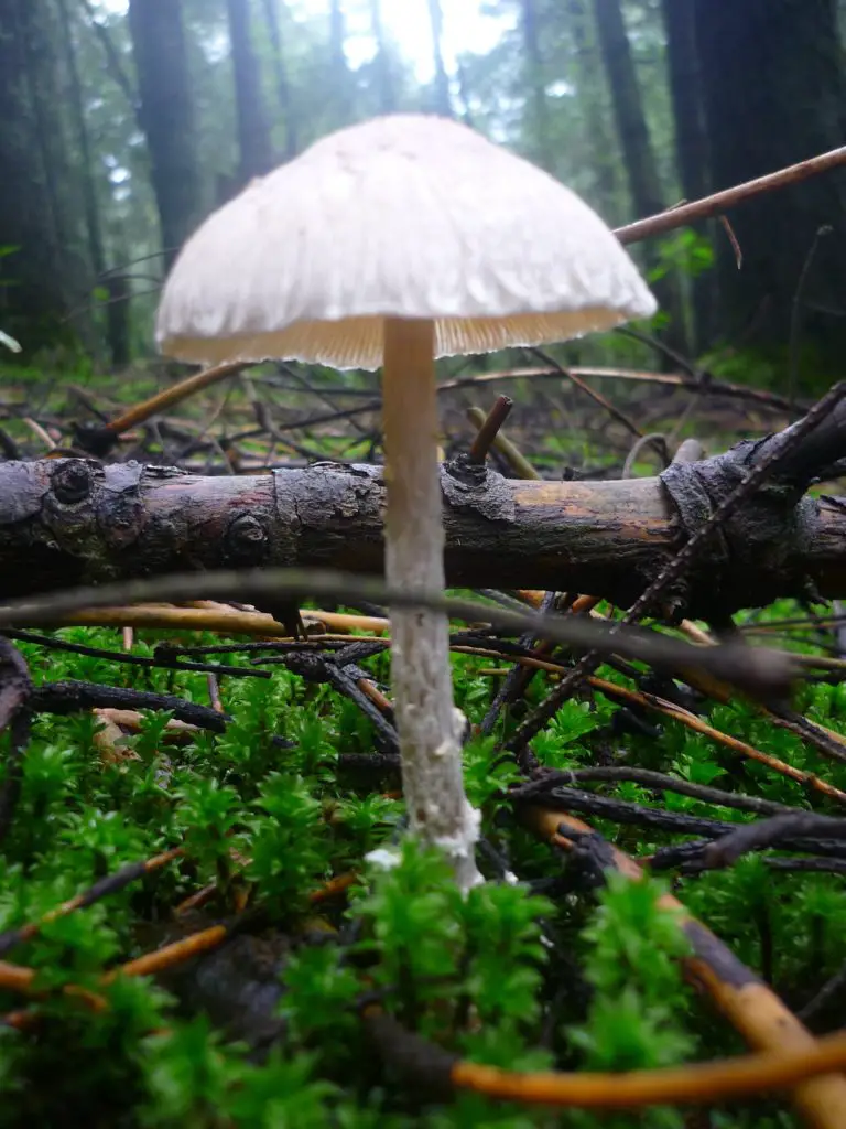 Chatinos: Ubicación, Lengua, Costumbres y mucho mas