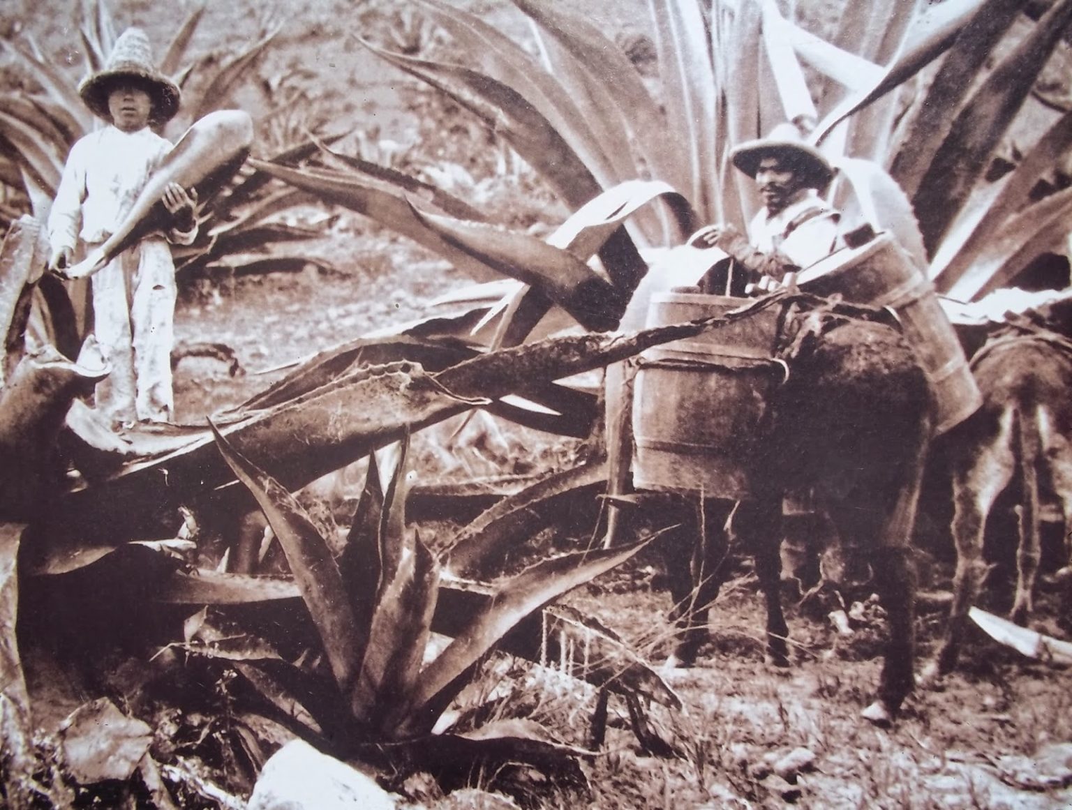 Otomíes: Significado, Origen, Historia, Leyendas y mucho más.