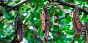 Chorotes: Cultura, Costumbre, Vestimenta y Mucho Mas