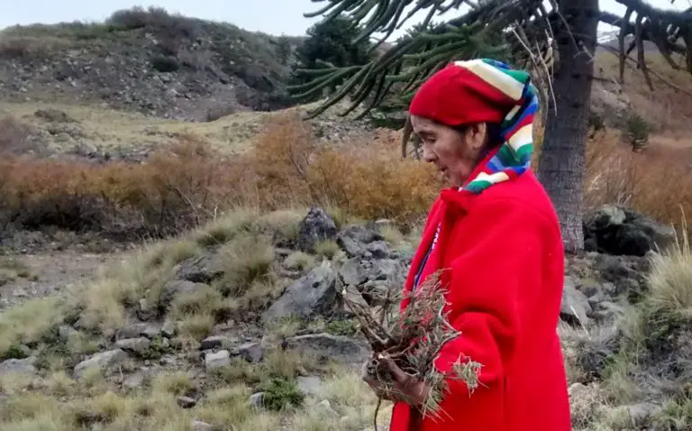 Pehuenches: Ubicación, Caracteristicas, Cultura y Mas