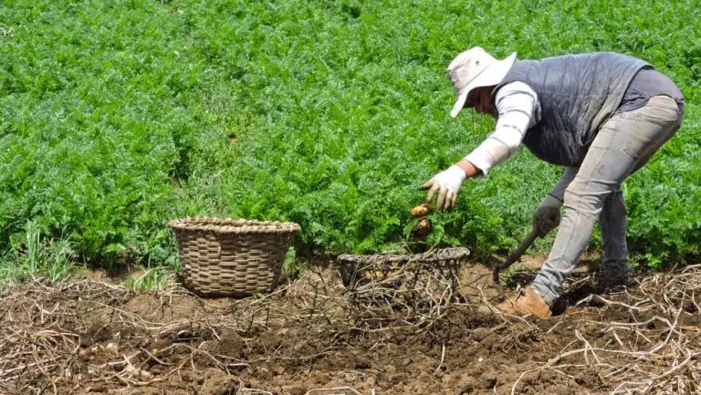 Tawahkas: Ubicación, Costumbre, Alimentación y Mas