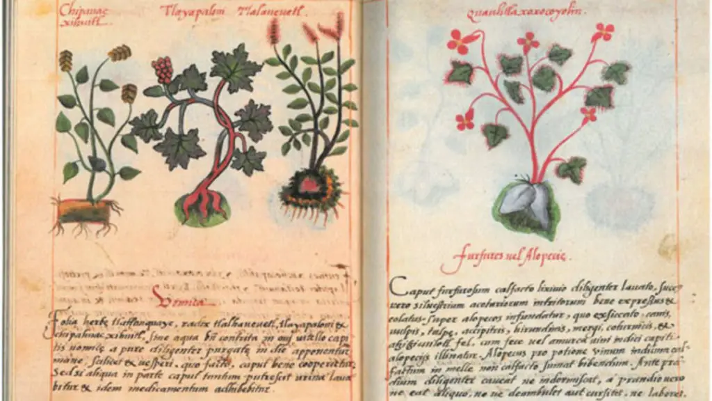 CONOCE LOS CÓDICES AZTECAS: MENSAJES, SIGNIFICADOS Y MÁS